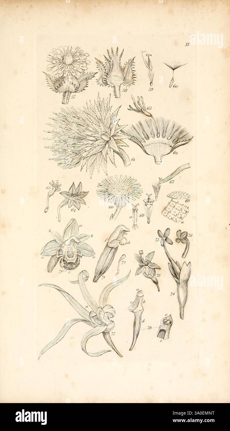 A grammar of botany London Longman Ree Orme Brown And Green 1826, The ...