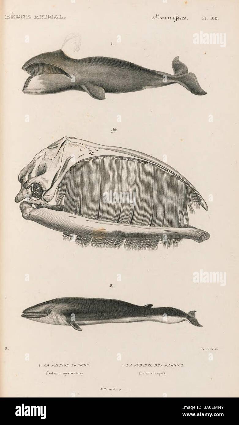 Le règne animal distribué d'après son organisation Paris, 1836-1849 ...