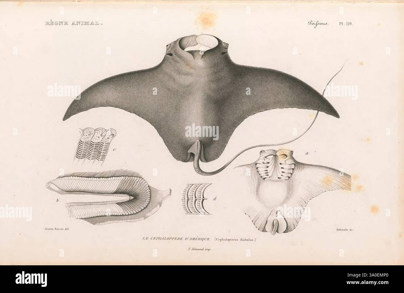 Le règne animal distribué d'après son organisation Paris, 1836-1849 ...