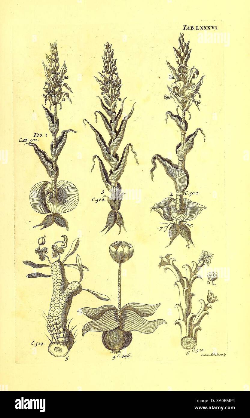 Jacobi Petiveri Opera, historiam naturalem spectantia 1767. natural ...