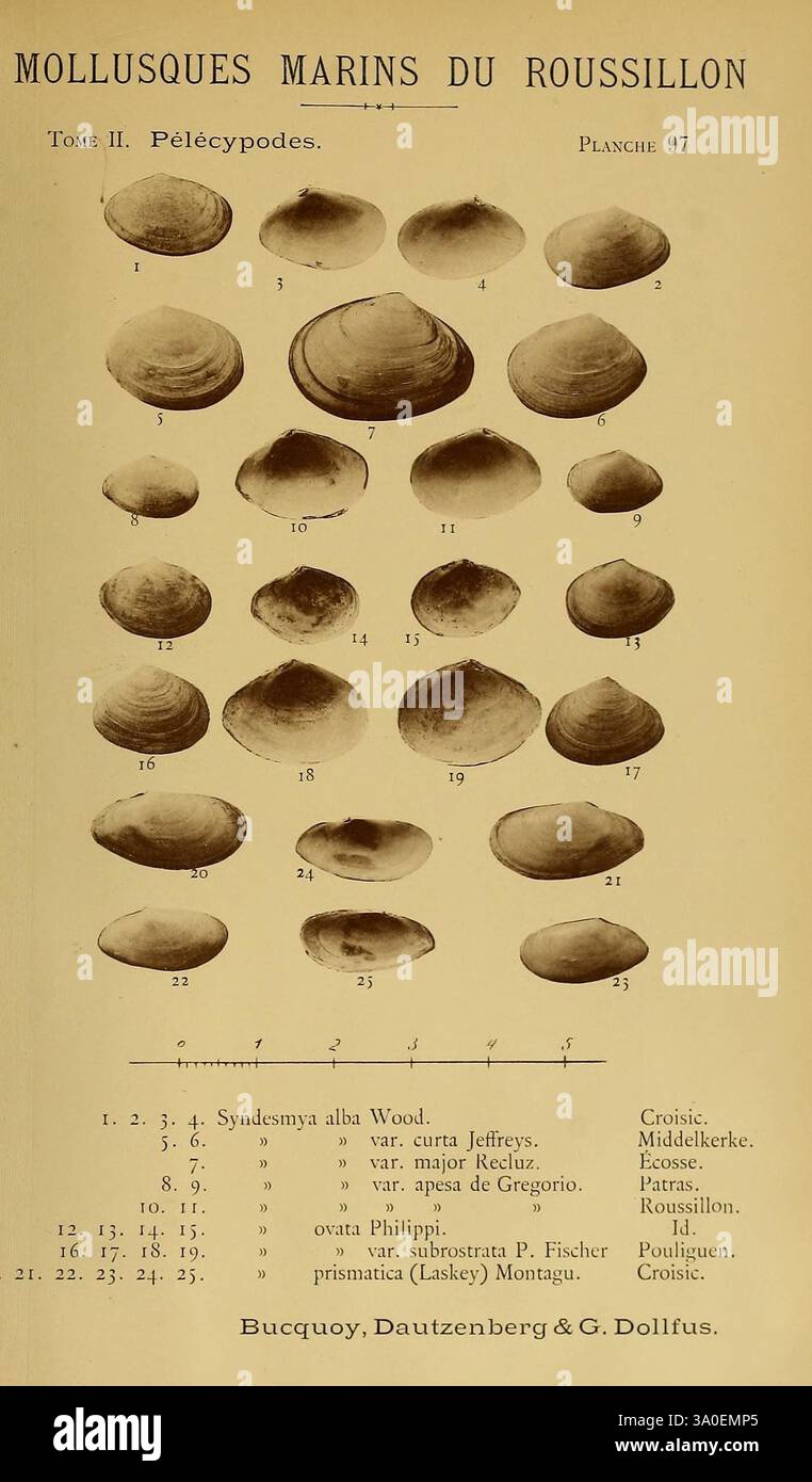 Enhancing understanding of mollusk classification in marine ecol hi-res stock photography and ...