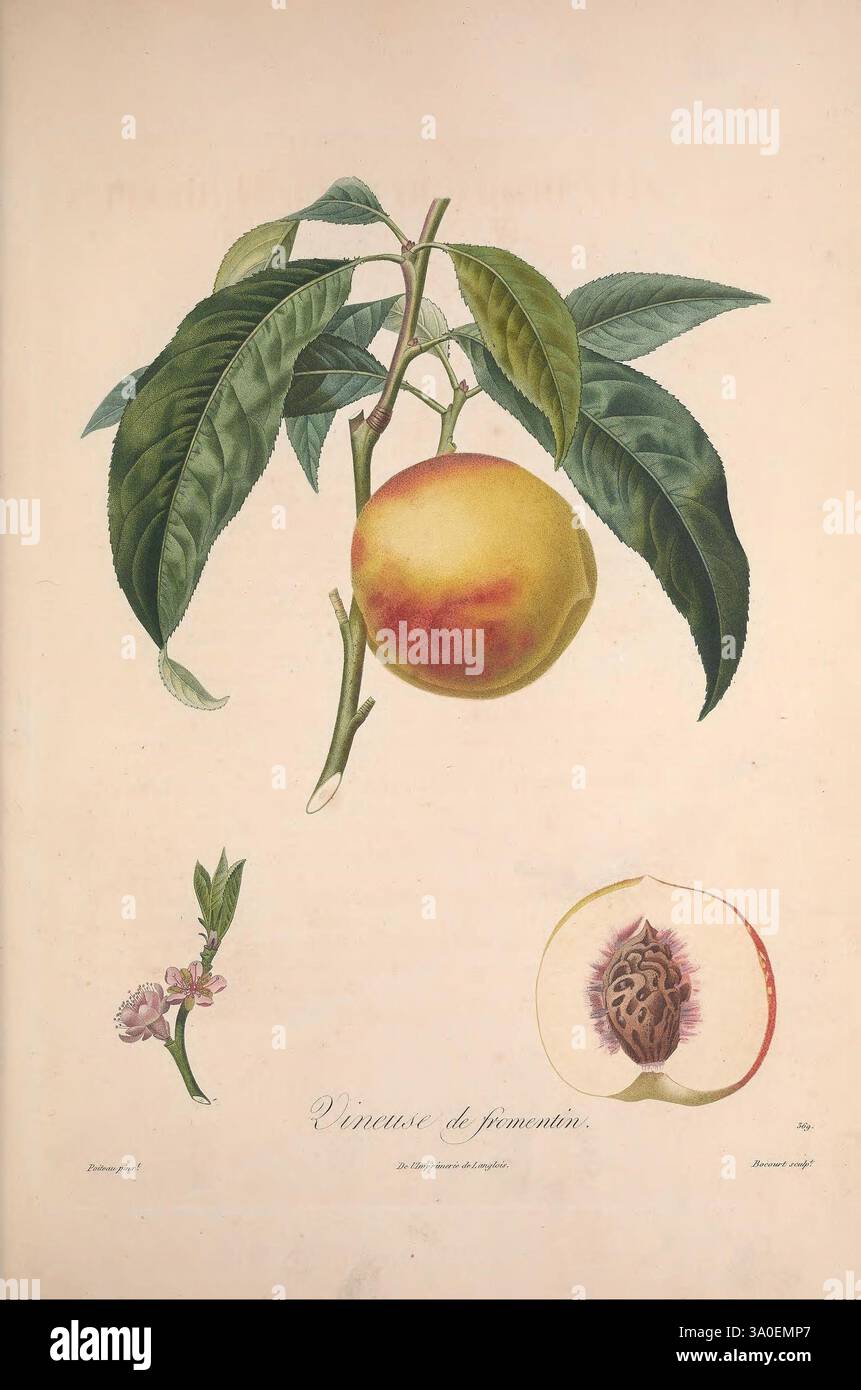 Pomologie française, Paris, Langlois et Leclercq, 1846. Arbres ...