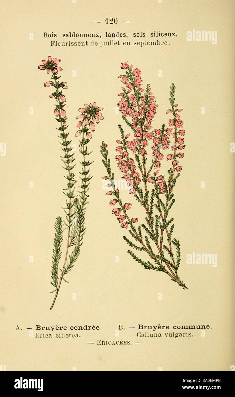 Calluna vulgaris common heather asia plant erica hi-res stock ...