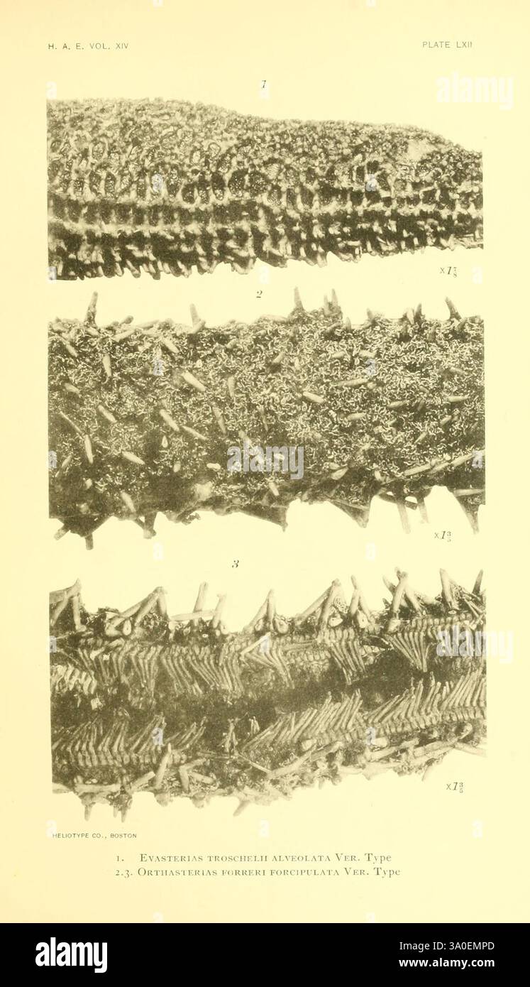 Detailed illustration showcases three distinct examples of marin hi-res ...