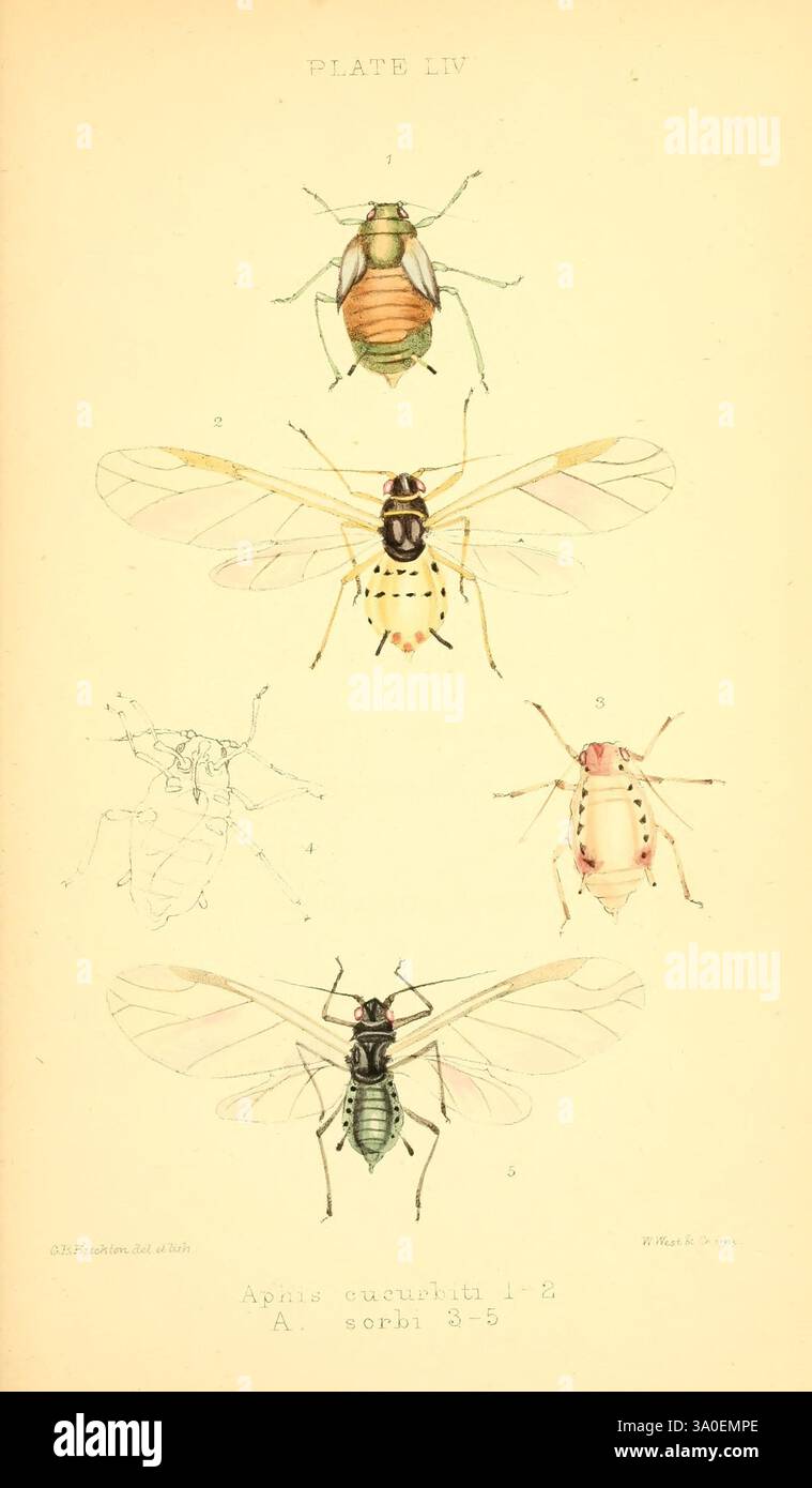 Detailed representation of another insect hi-res stock photography and ...