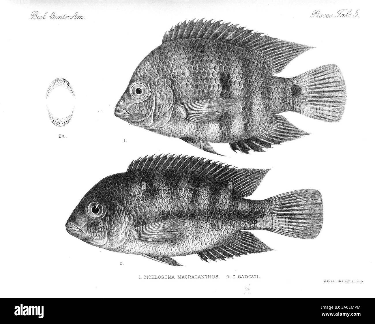 Biologia Centrali-Americana, London, Published for the editors by R. H ...