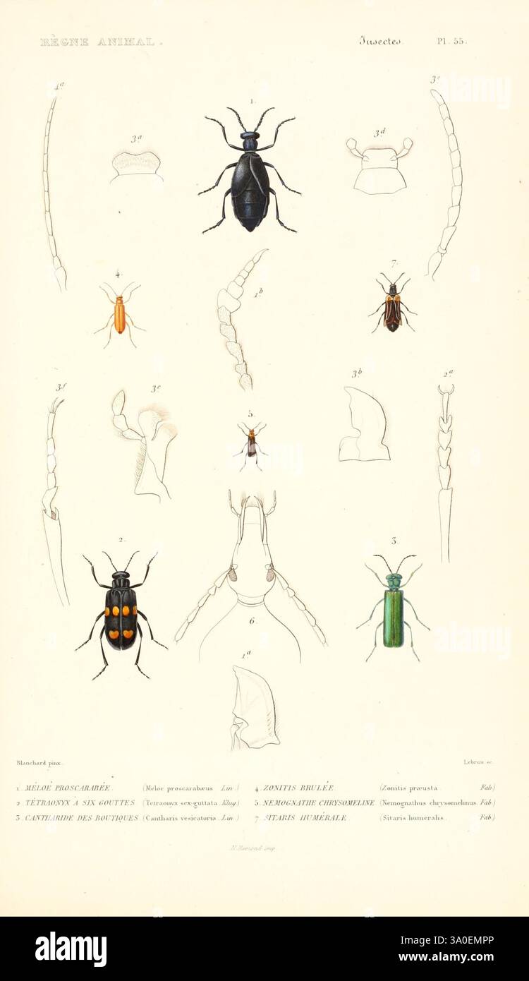 Anatomical details of different insects hi-res stock photography and ...