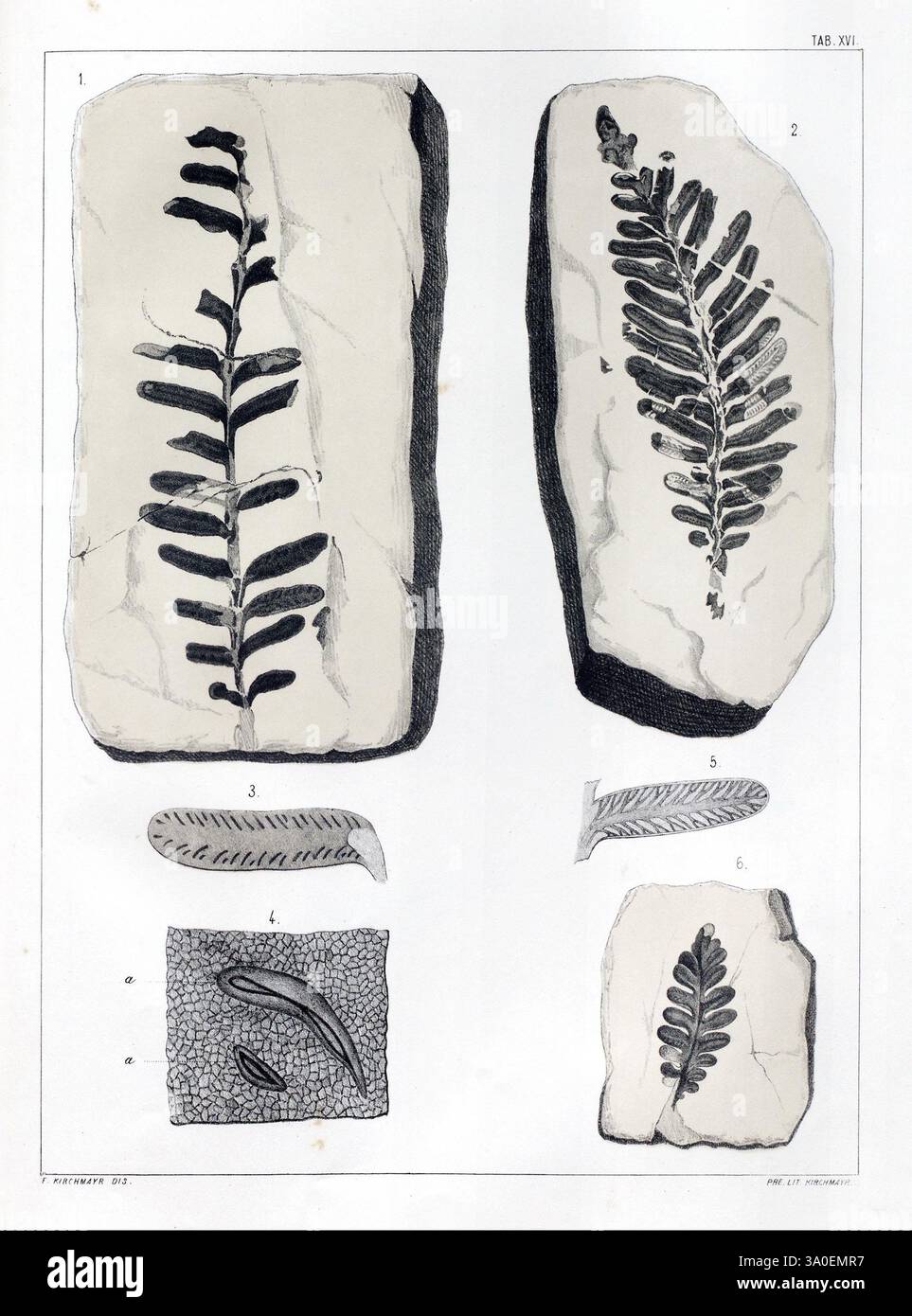 Series of fossilized plants hi-res stock photography and images - Alamy