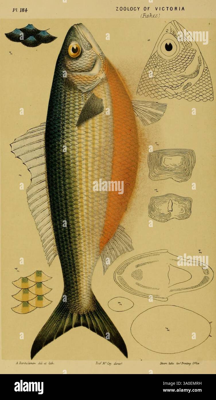 Structure of a fish scale hi-res stock photography and images - Alamy