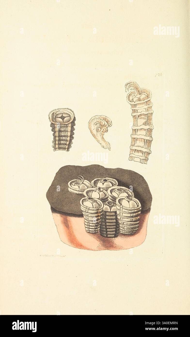 Cylindrical fossils hi-res stock photography and images - Alamy