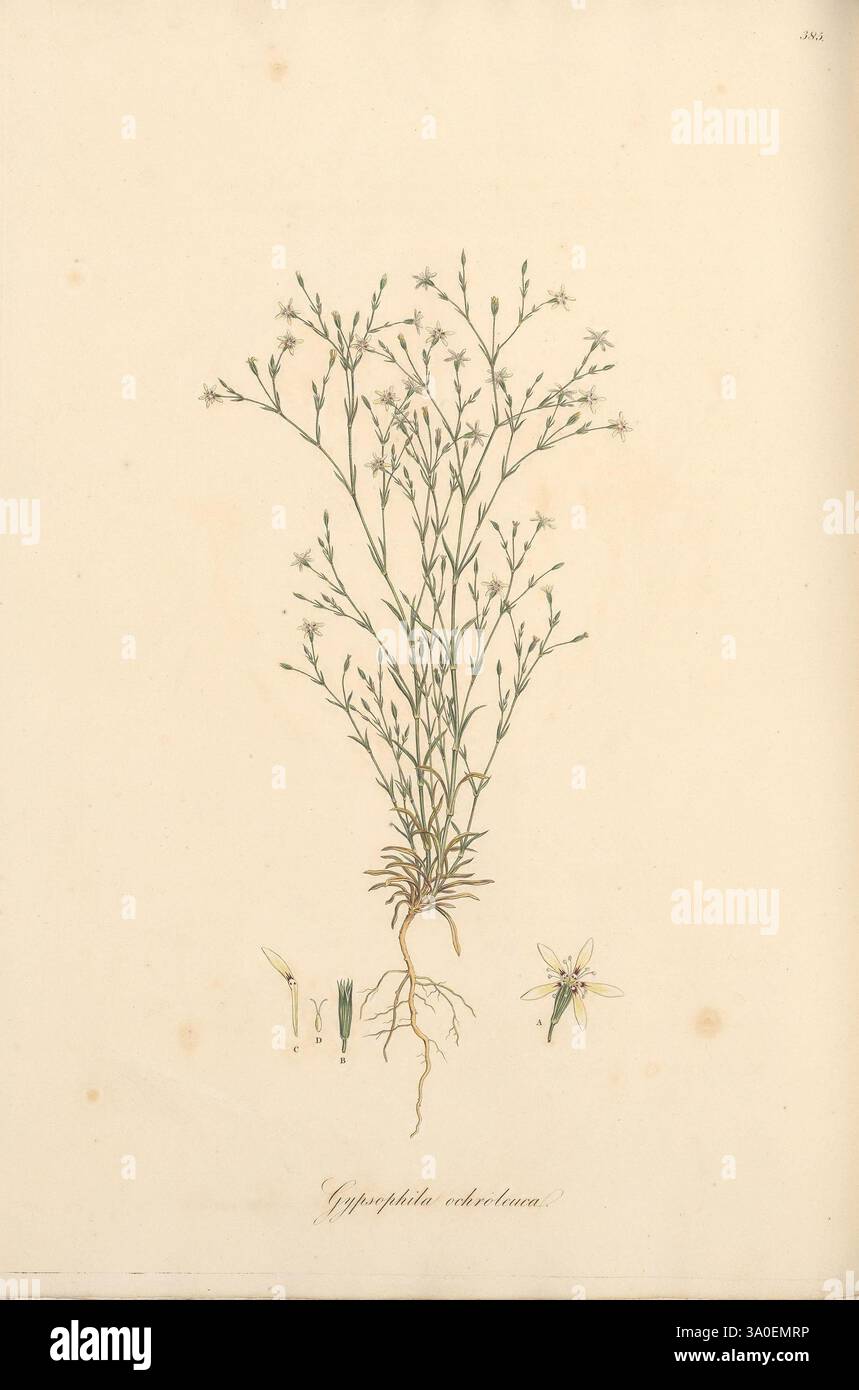 Flora Graeca, sive, Plantarum rariorum historia, quas in provinciis aut ...