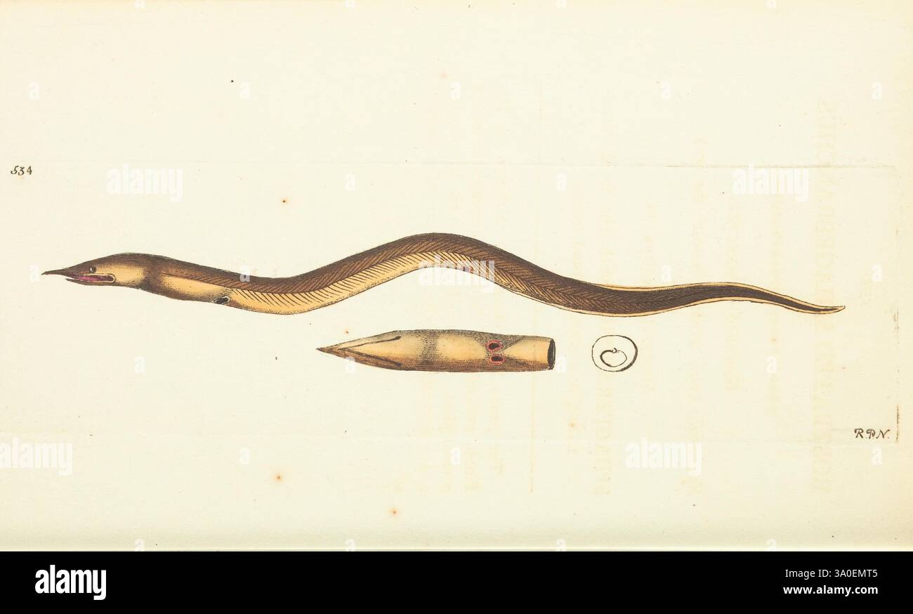 The naturalist's miscellany, or Coloured figures of natural objects ...