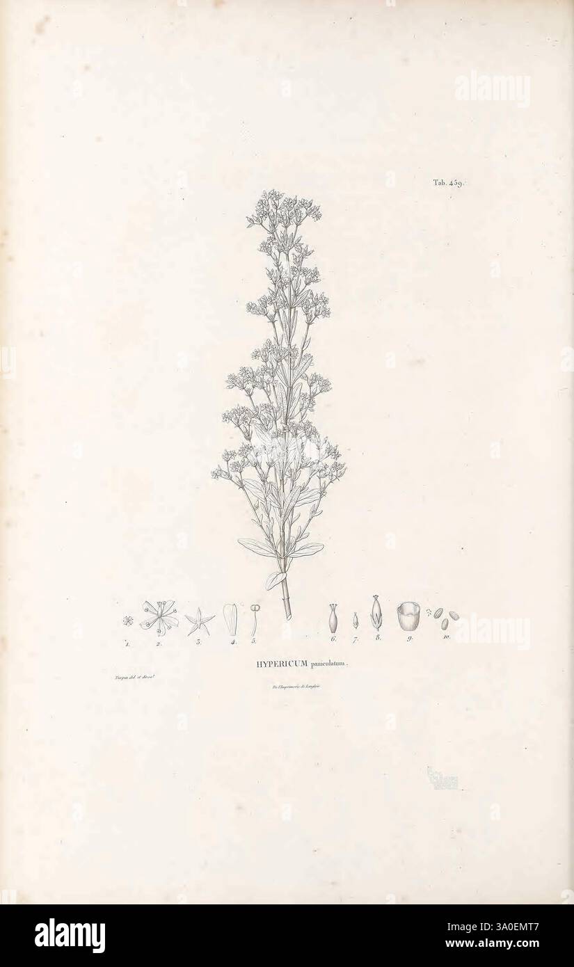 Matured seed capsules hi-res stock photography and images - Alamy