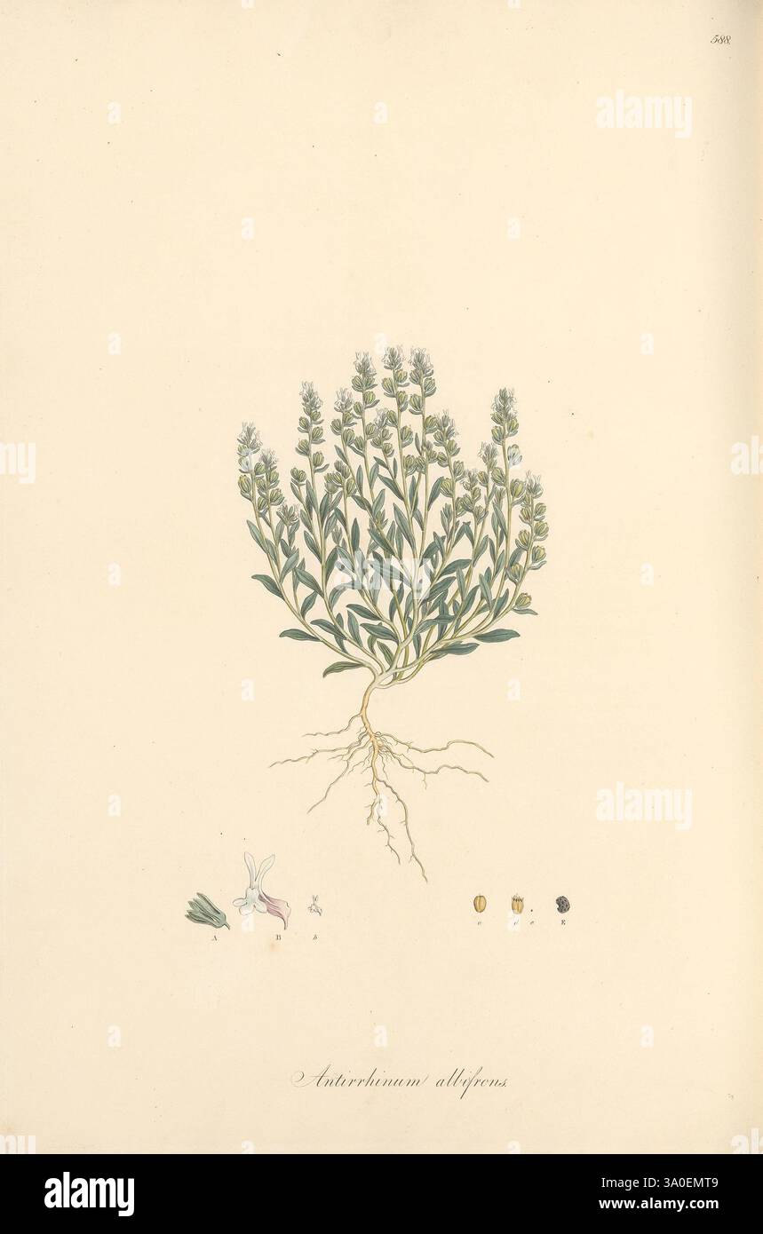Flora Graeca, sive, Plantarum rariorum historia, quas in provinciis aut ...