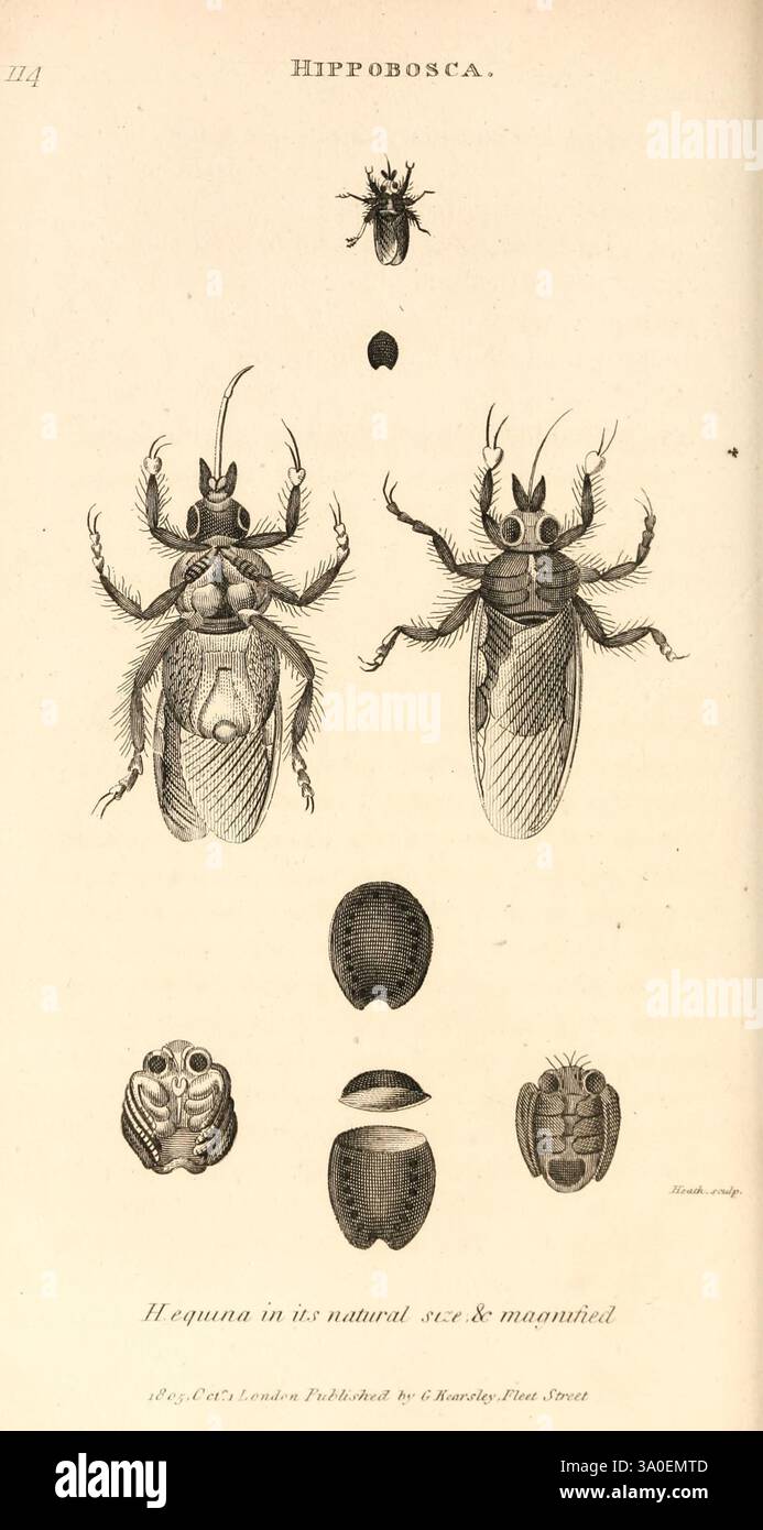 Top half displays two prominent specimens hi-res stock photography and ...