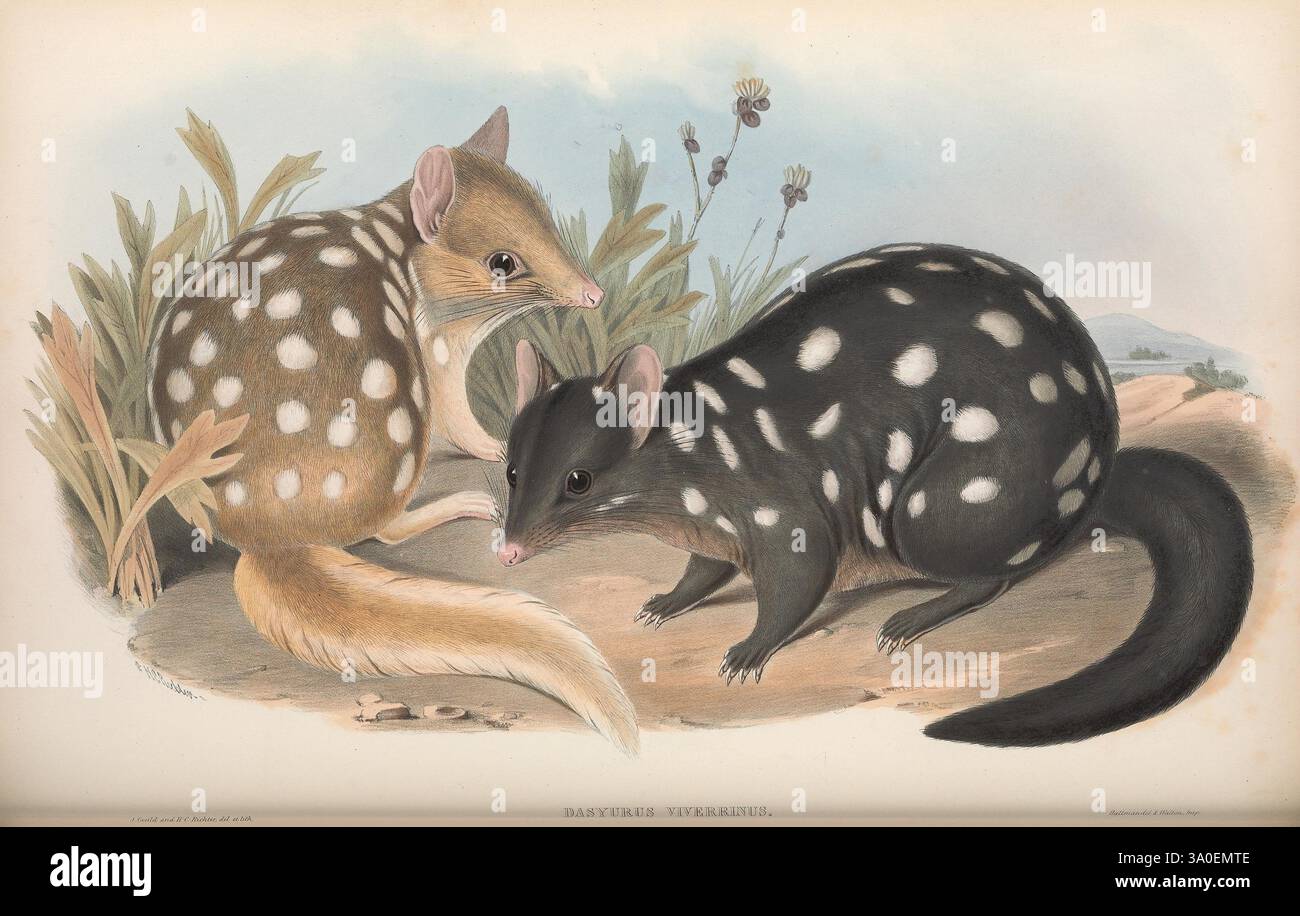 Two distinct species of marsupials hi-res stock photography and images ...