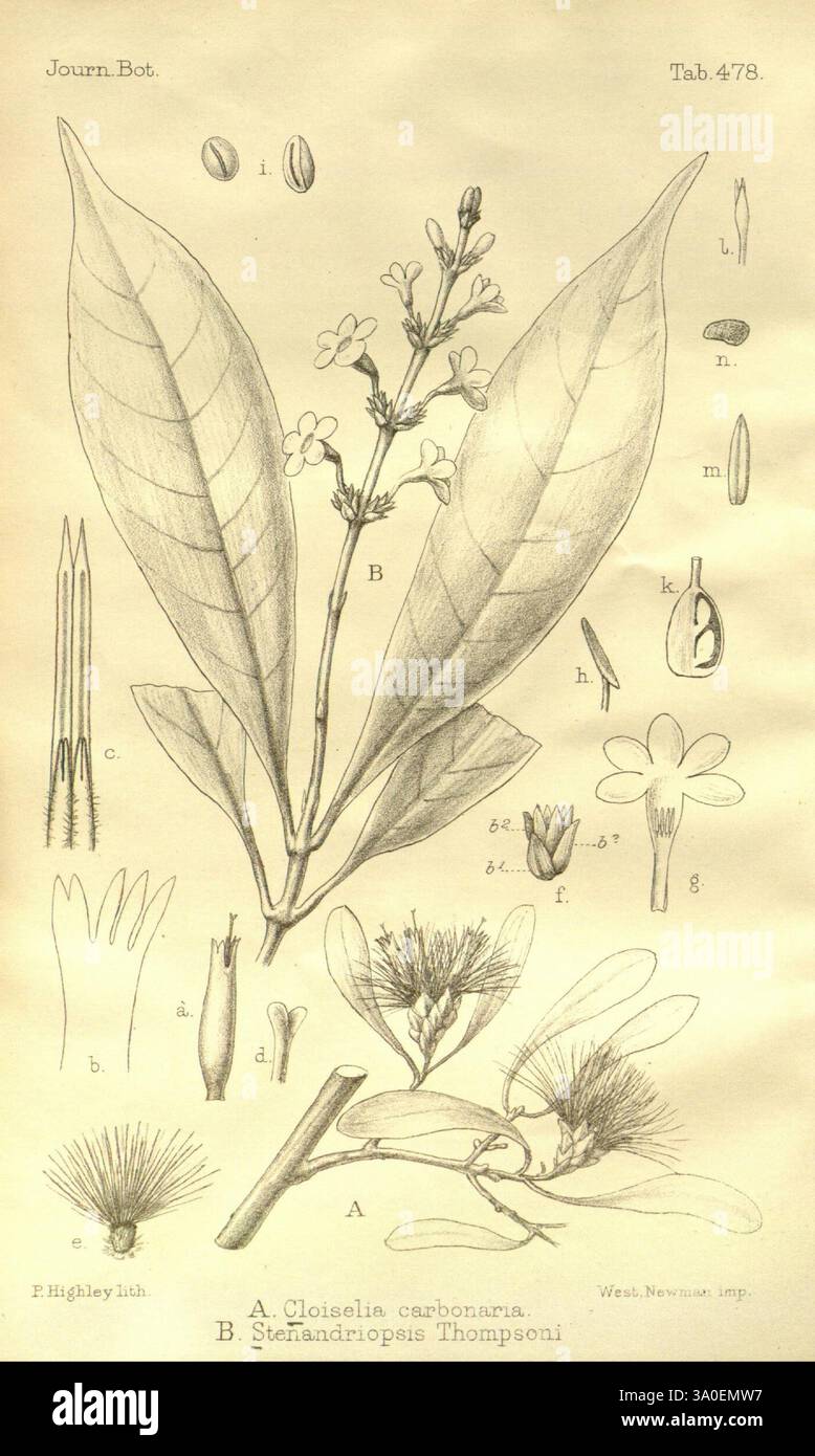 Botanical studies of two species hi-res stock photography and images ...