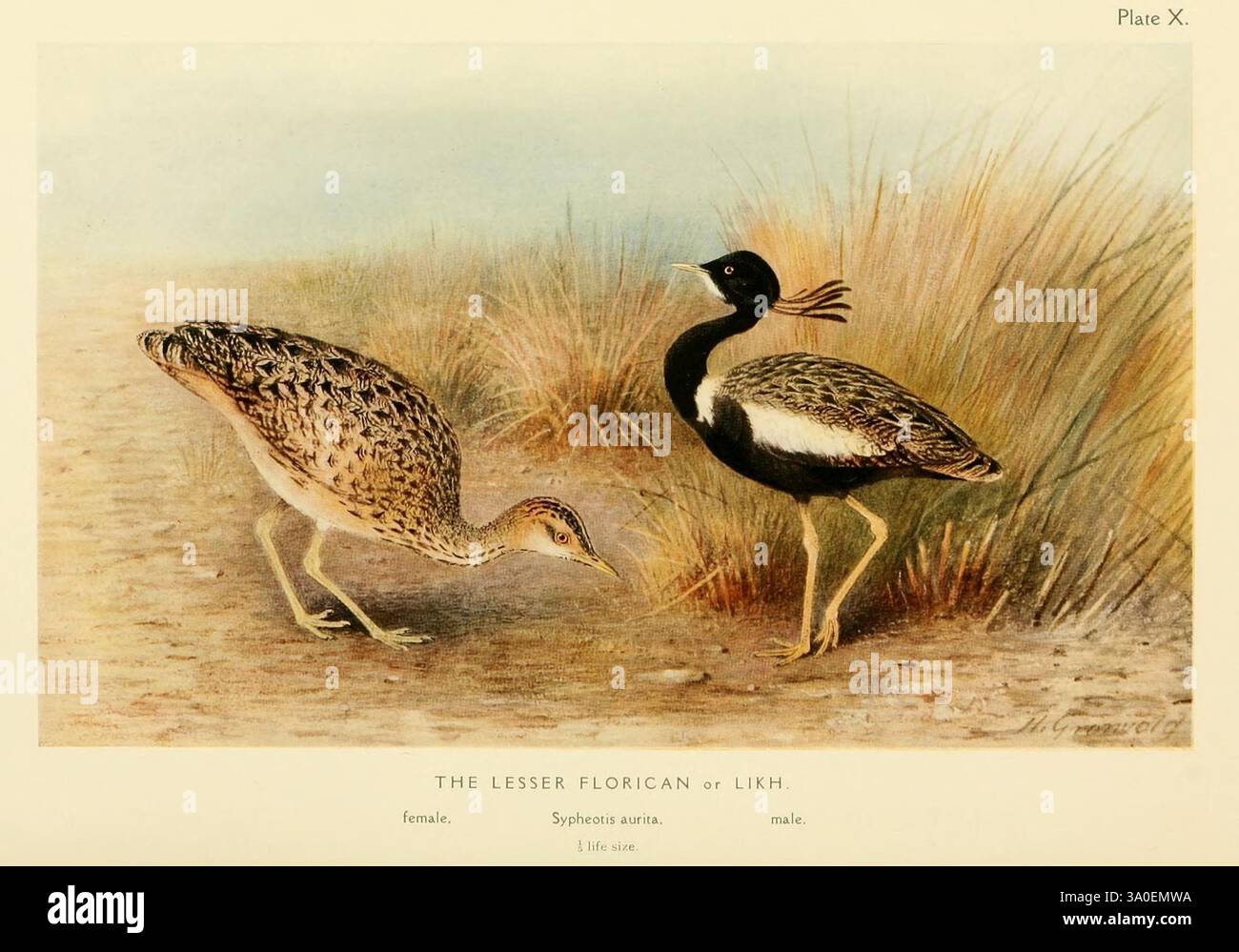 The game-birds of India, Burma and Ceylon London, Bombay Natural ...
