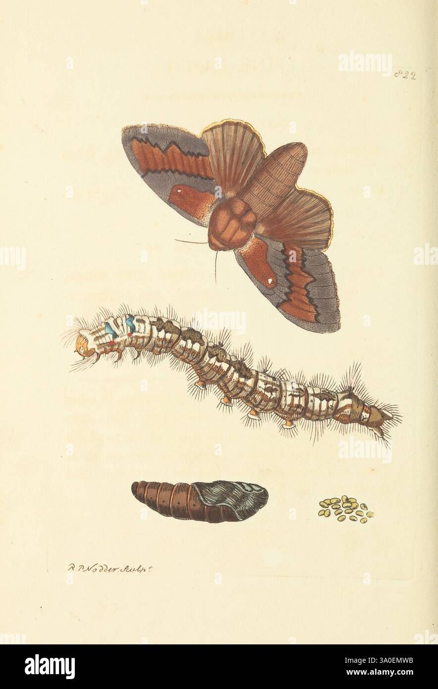 Vibrant adult moth displays hi-res stock photography and images - Alamy