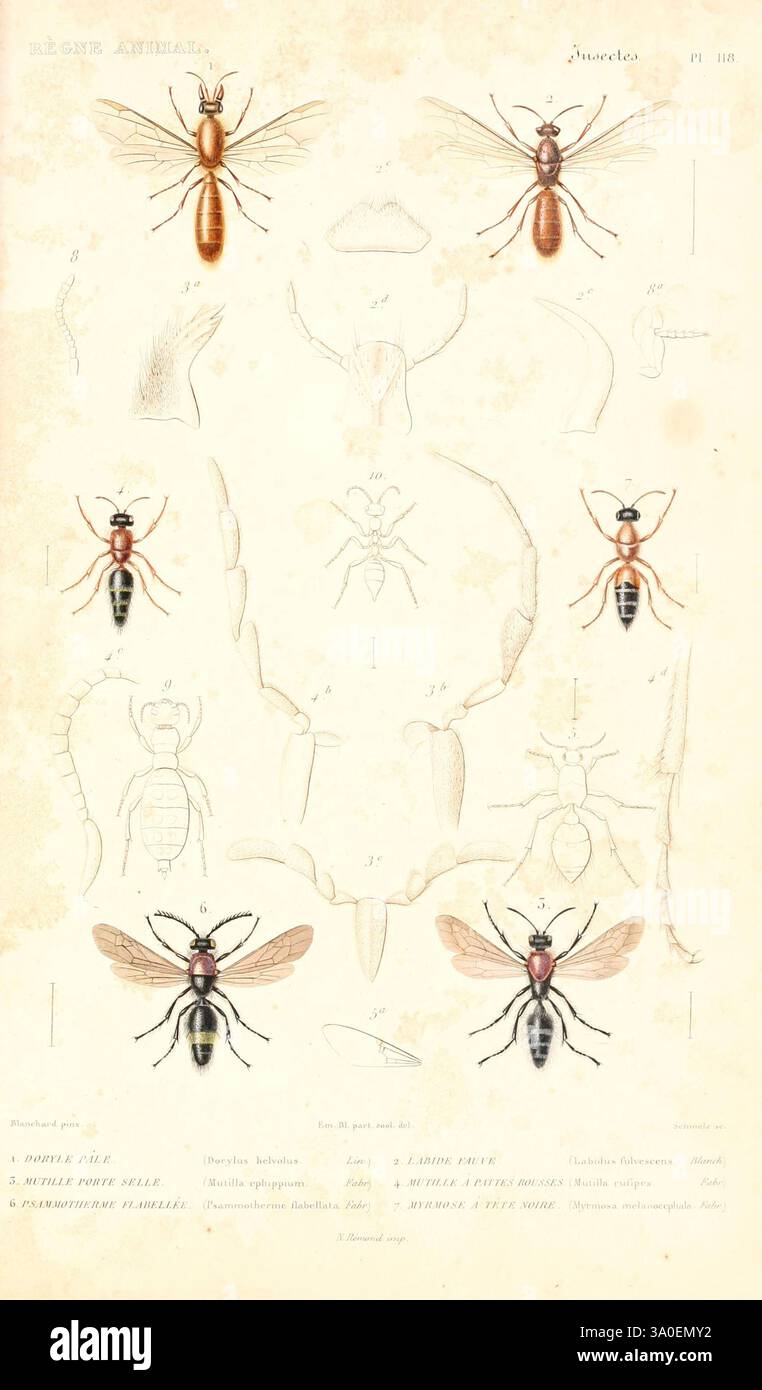 Labidus fulvescens hi-res stock photography and images - Alamy