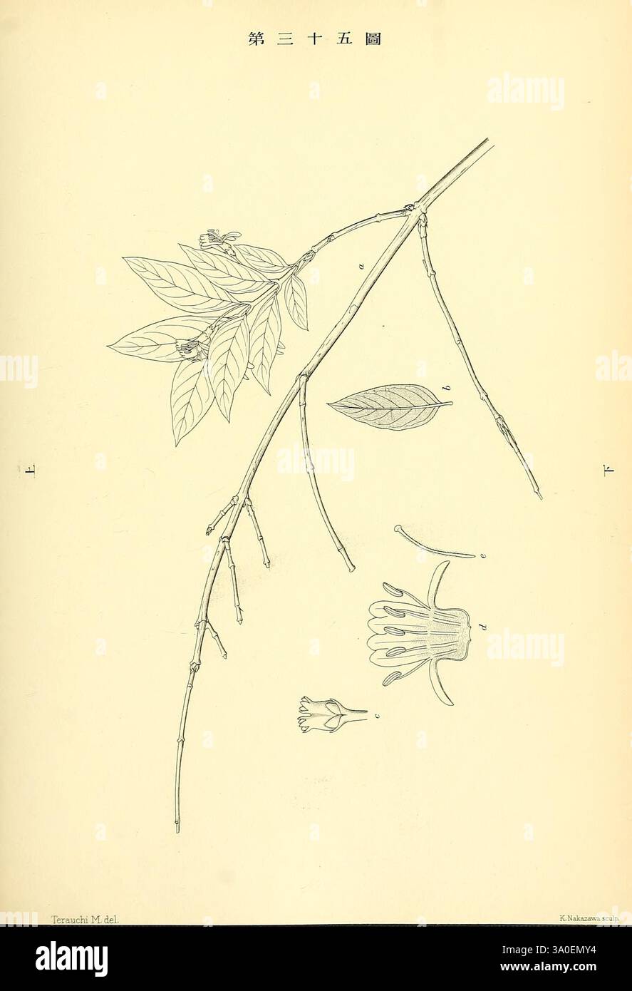 Flora sylvatica Koreana Keijo Forest Experiment Station Government ...