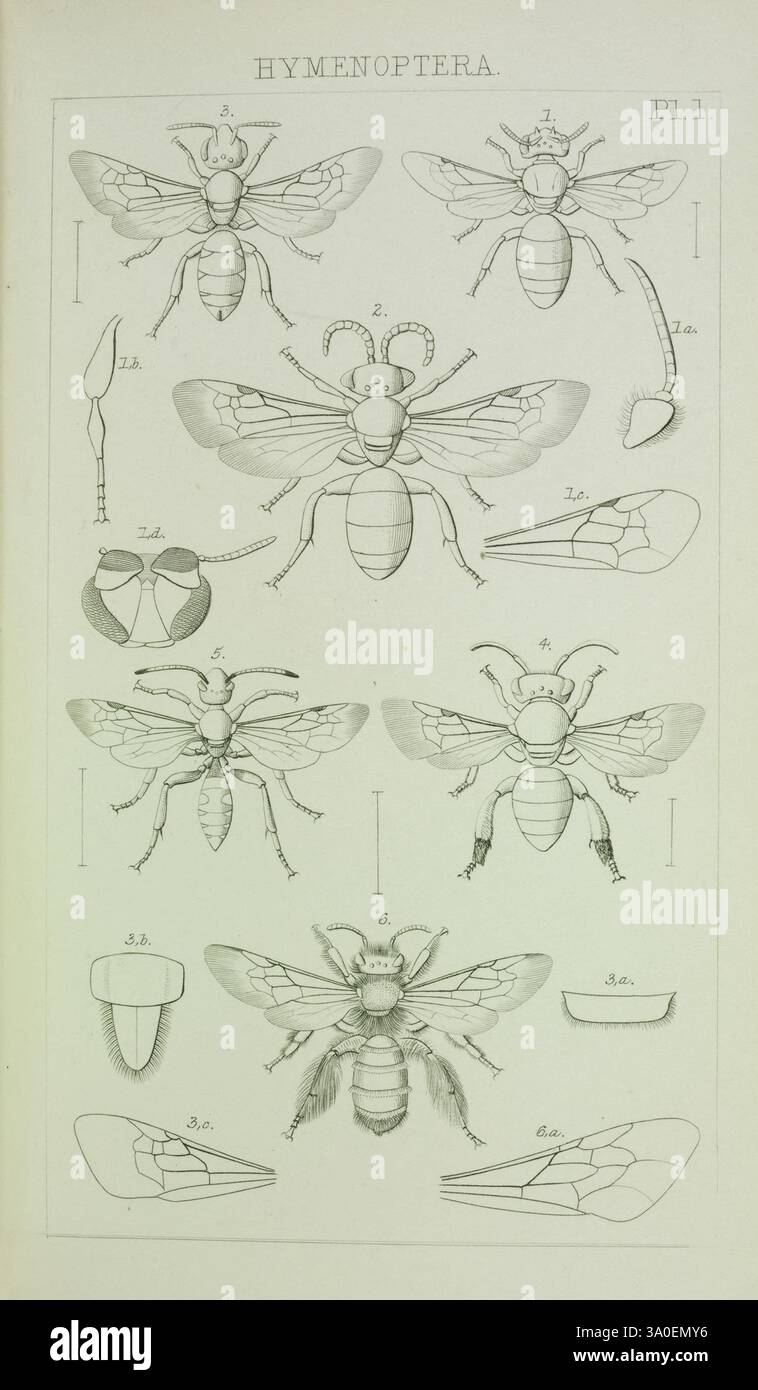 Multiple views of different insects hi-res stock photography and images ...