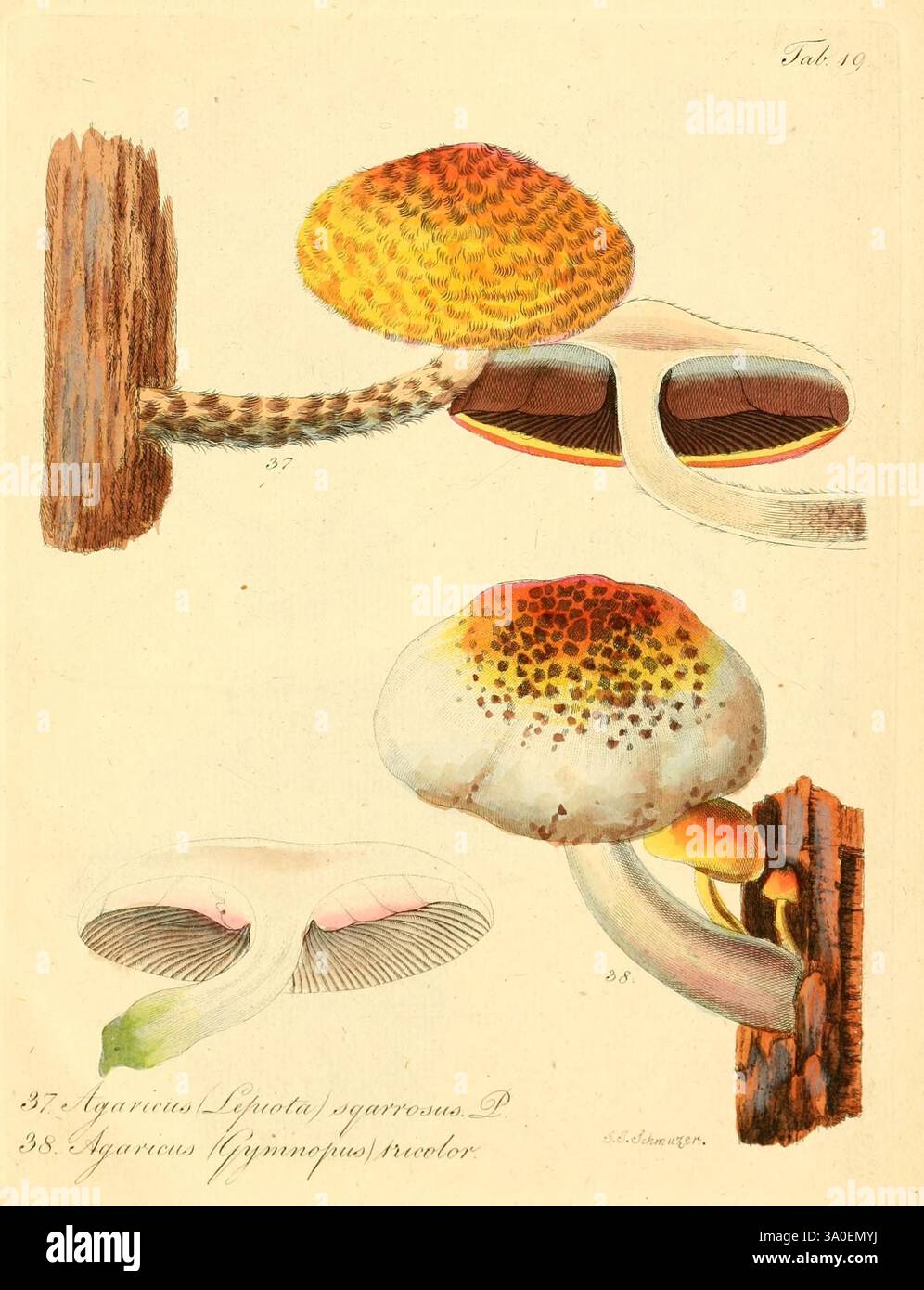 Different mushroom type showcases hi-res stock photography and images ...