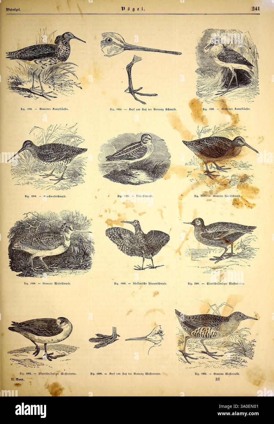 Various species of shorebirds hi-res stock photography and images - Alamy