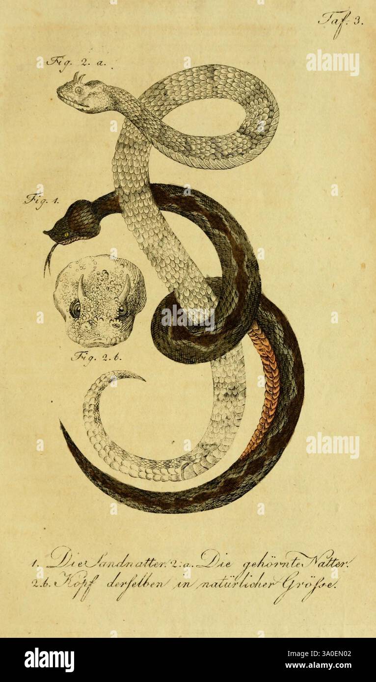 Specific types of snakes illustrated hi-res stock photography and ...