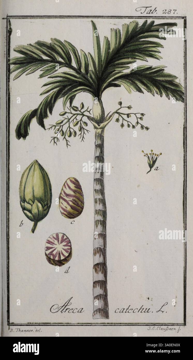 Featuring distinct stripes hi-res stock photography and images - Alamy