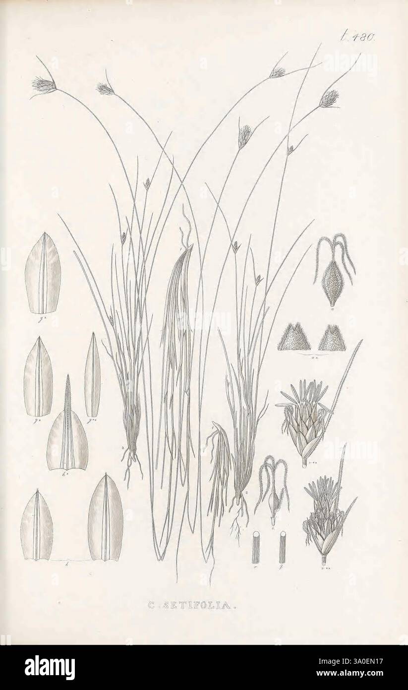 Illustrations of the genus Carex, London, William Pamplin, 1858-1867 ...