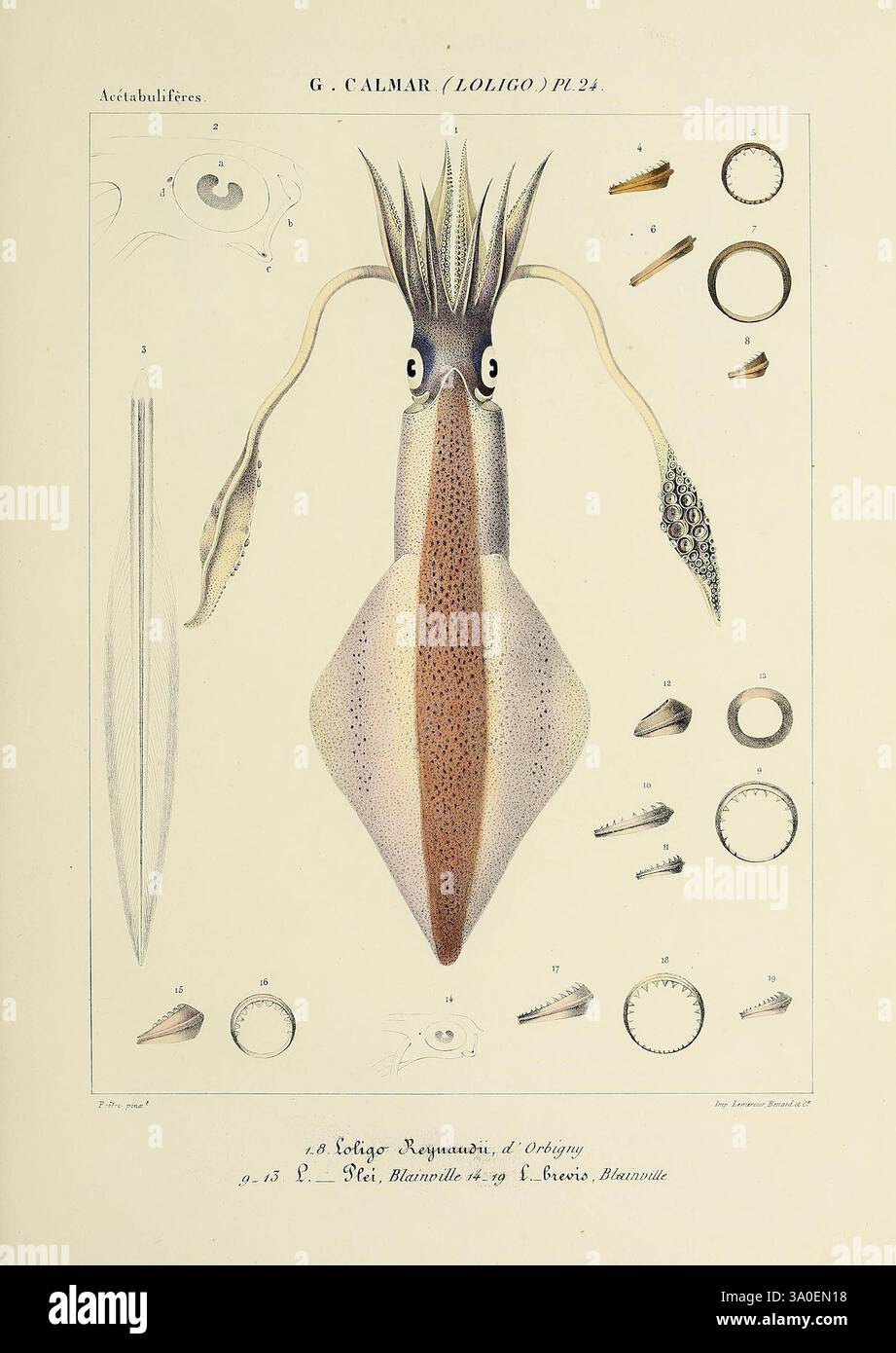 Fascinating adaptations of squids hi-res stock photography and images ...