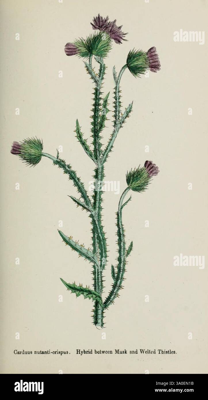 Welded thistles hi-res stock photography and images - Alamy