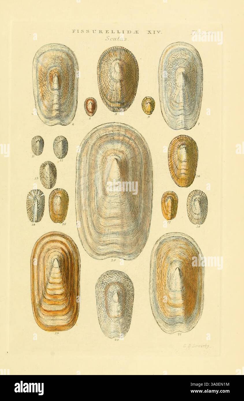 Range of tonal variations hi-res stock photography and images - Alamy
