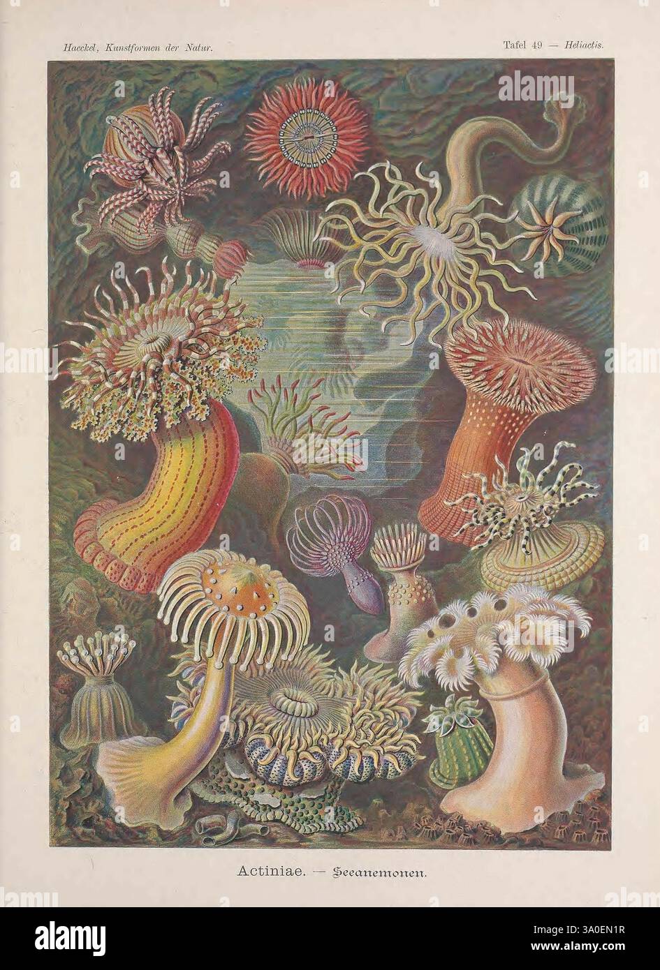 Various species of actiniaria hi-res stock photography and images - Alamy