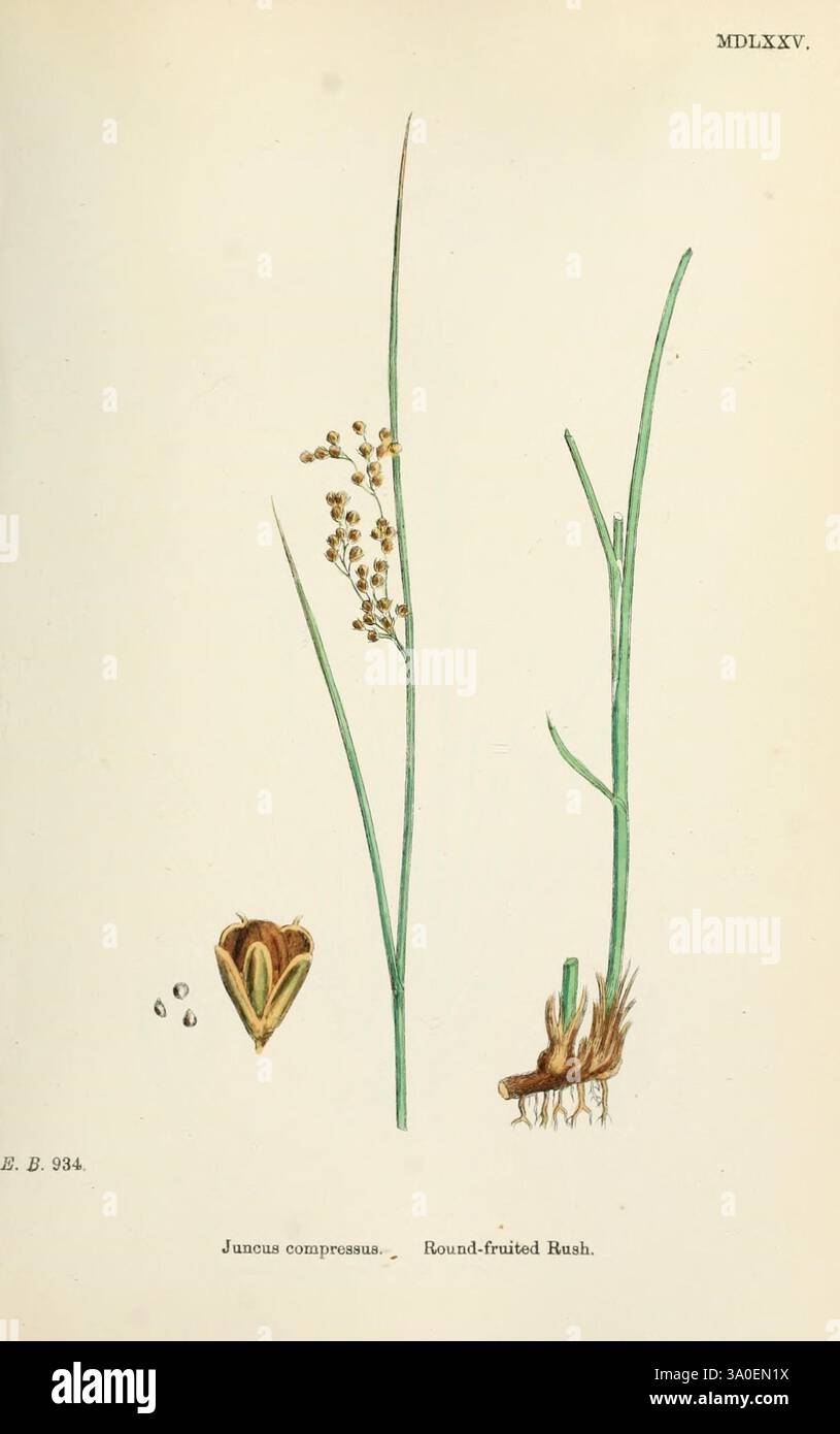 Depicted alongside fine green grass hi-res stock photography and images ...