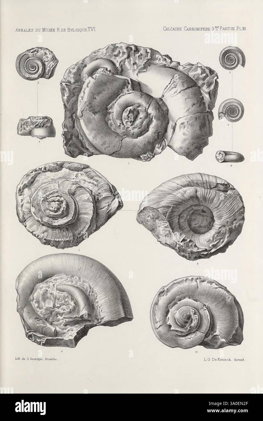 Detailed representations of various ammonite fossils hi-res stock ...