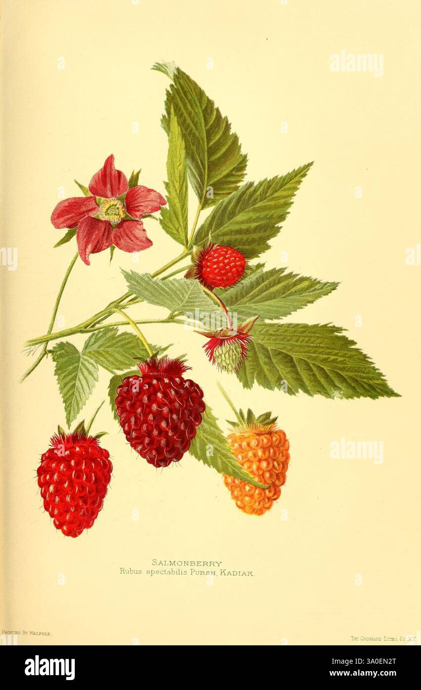 Cluster of ripe salmonberries hi-res stock photography and images - Alamy