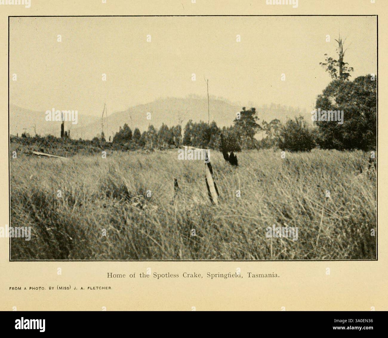 Rolling fields of tall grasses hi-res stock photography and images - Alamy