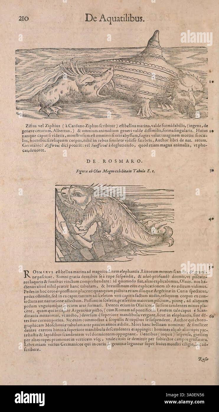 Detailed depiction of aquatic creatures hi-res stock photography and ...