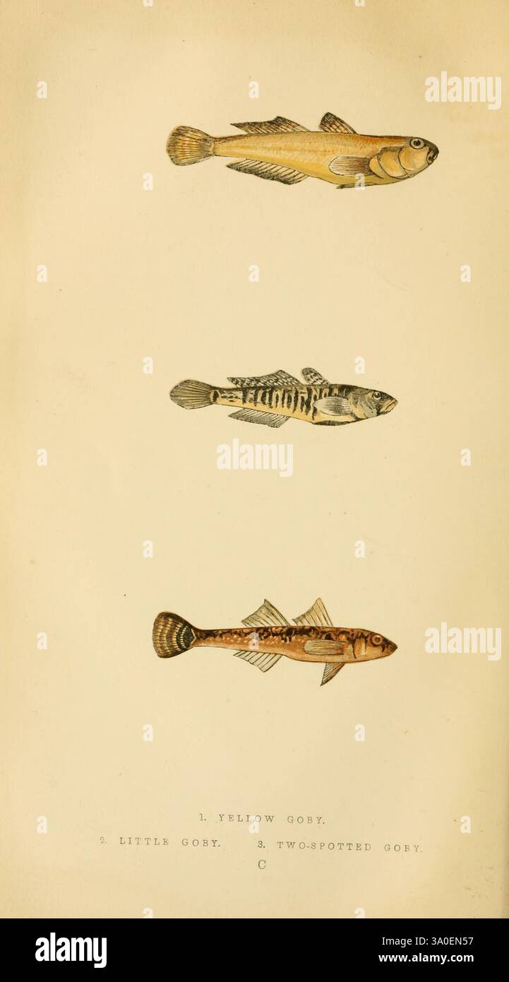 A history of the fishes of the British Islands, 1862-65, Great Britain ...