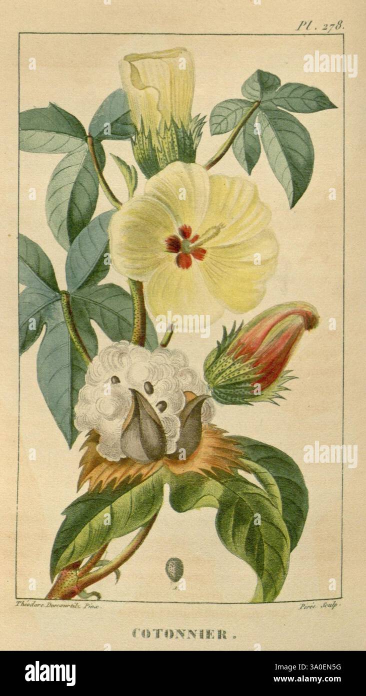 Flore médicale des Antilles, ou, Traité des plantes usuelles Paris ...