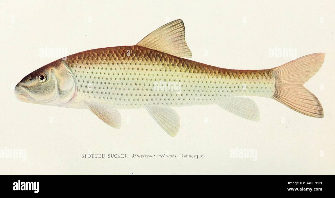 Minytremamalanops hi-res stock photography and images - Alamy