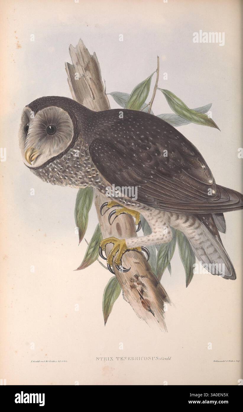 Strix tenebricosus hi-res stock photography and images - Alamy