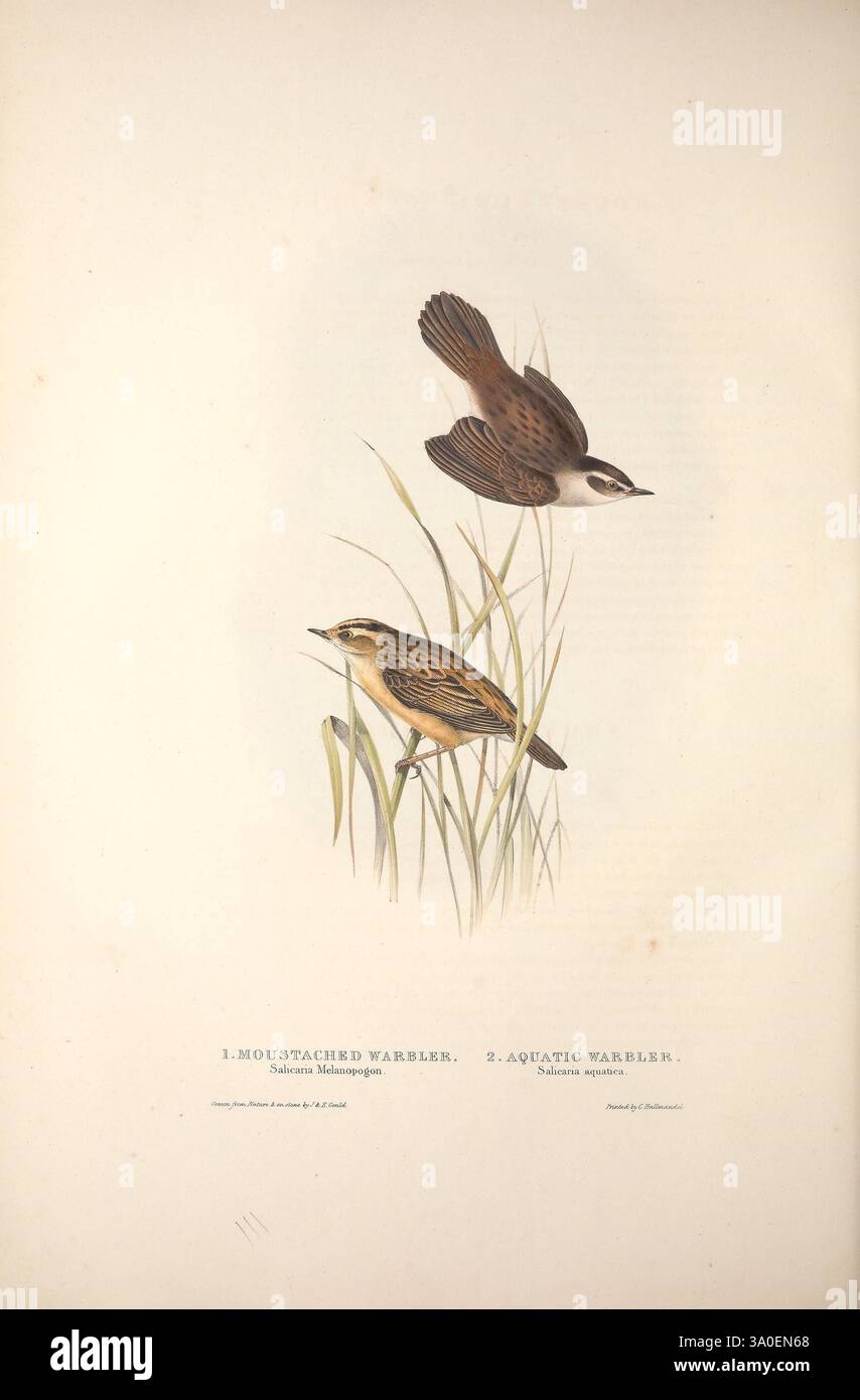 The birds of Europe, London, 1837, birds, Europe, pictorial works ...