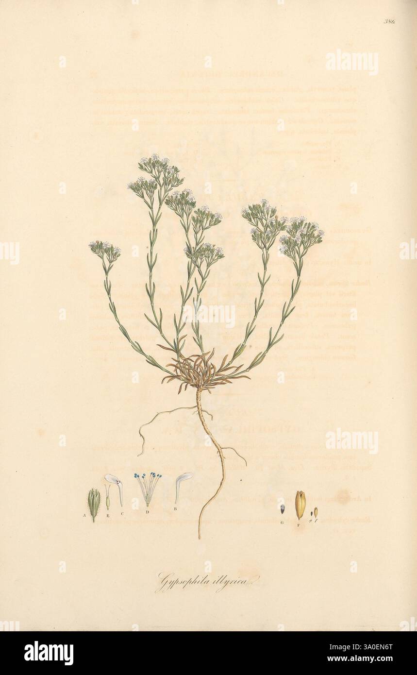 Flora Graeca, sive, Plantarum rariorum historia, quas in provinciis aut ...
