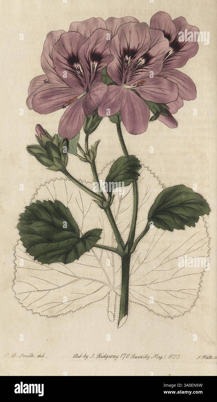 Geraniaceae, London, Printed for James Ridgway, Piccadilly, 1820-1830 ...