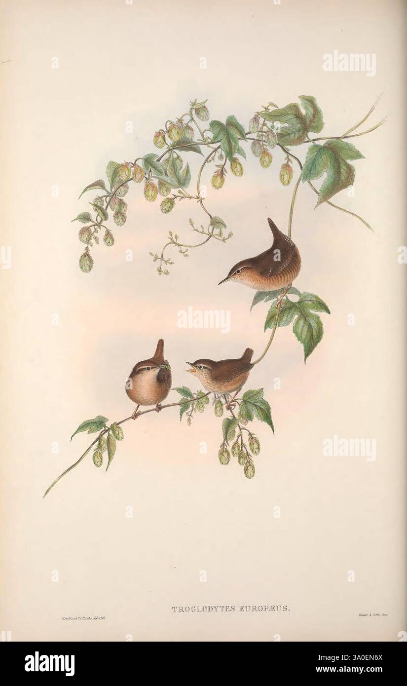 Chirping posture hi-res stock photography and images - Alamy