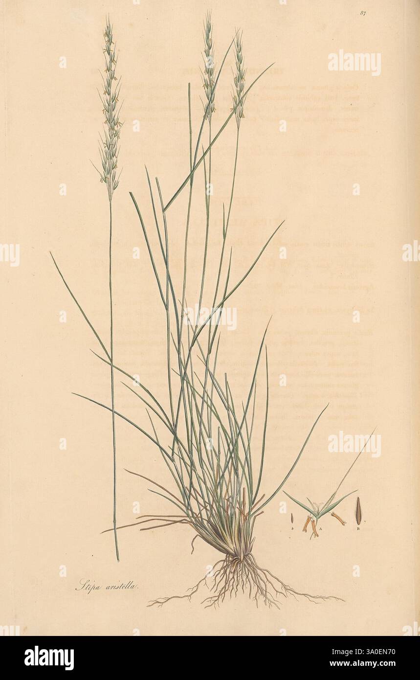 Flora Graeca, sive, Plantarum rariorum historia, quas in provinciis aut ...