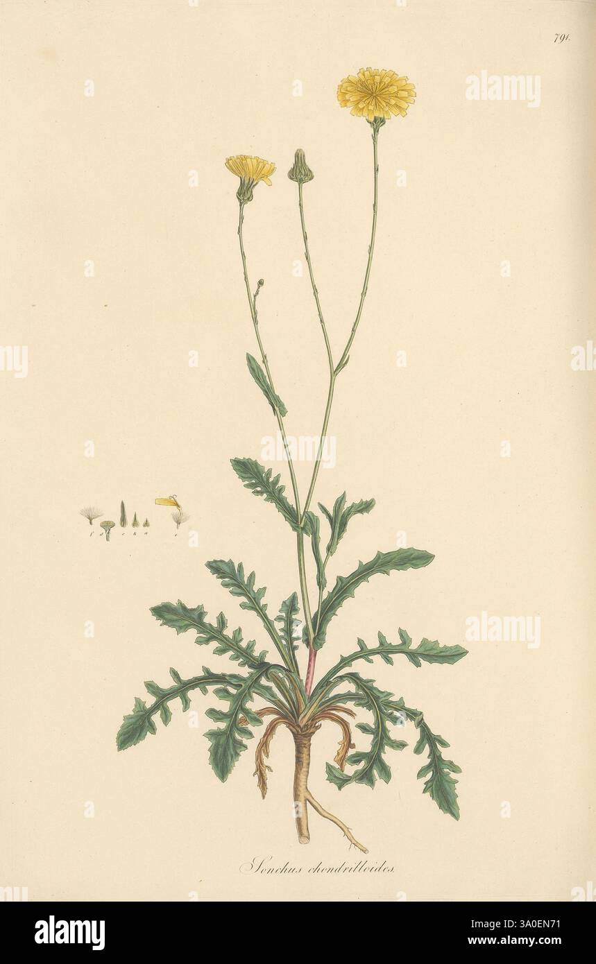 Flora Graeca, sive, Plantarum rariorum historia, quas in provinciis aut ...